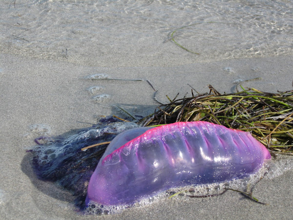 Portuguese Man-of-War | Project Noah