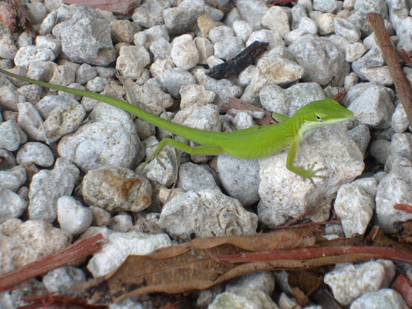 Hispaniolan Green Anole | Project Noah