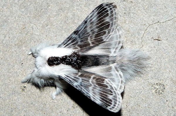 Large Tolype Moth | Project Noah