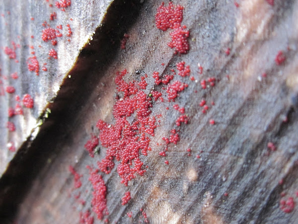 nectria episphaeria ( Kogelmeniezwammetje ) | Project Noah