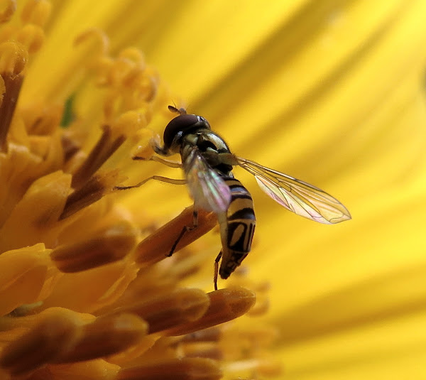 Syrphid fly | Project Noah