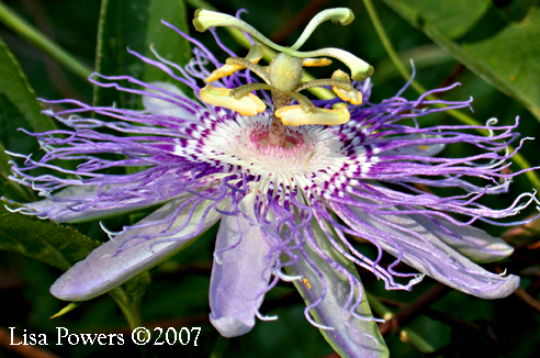 Purple Passionflower | Project Noah