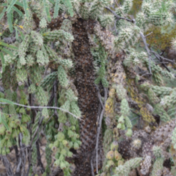 CHAIN-FRUIT CHOLLA / CHAIN CHOLLA / JUMPING CHOLLA | Project Noah