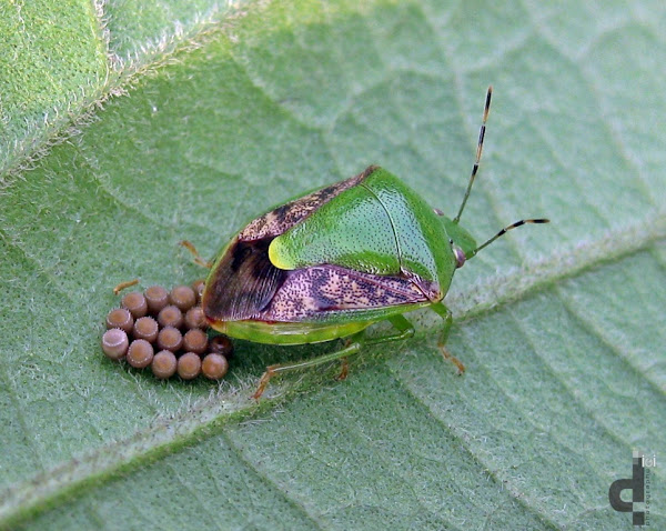Green Shield Bug | Project Noah
