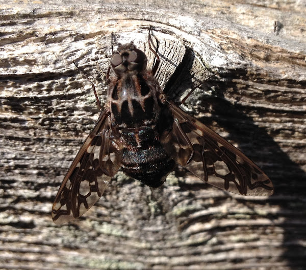 Tiger Bee Fly | Project Noah