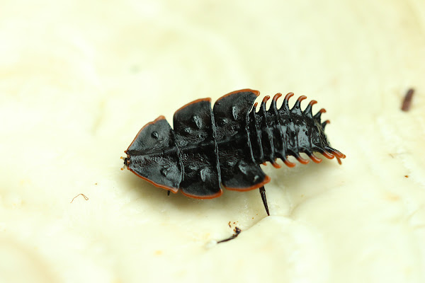 Trilobite Beetle | Project Noah