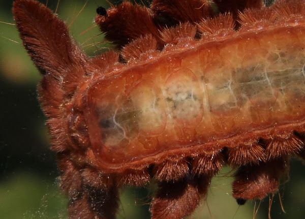 Monkey Slug or Hag Moth Caterpillar | Project Noah