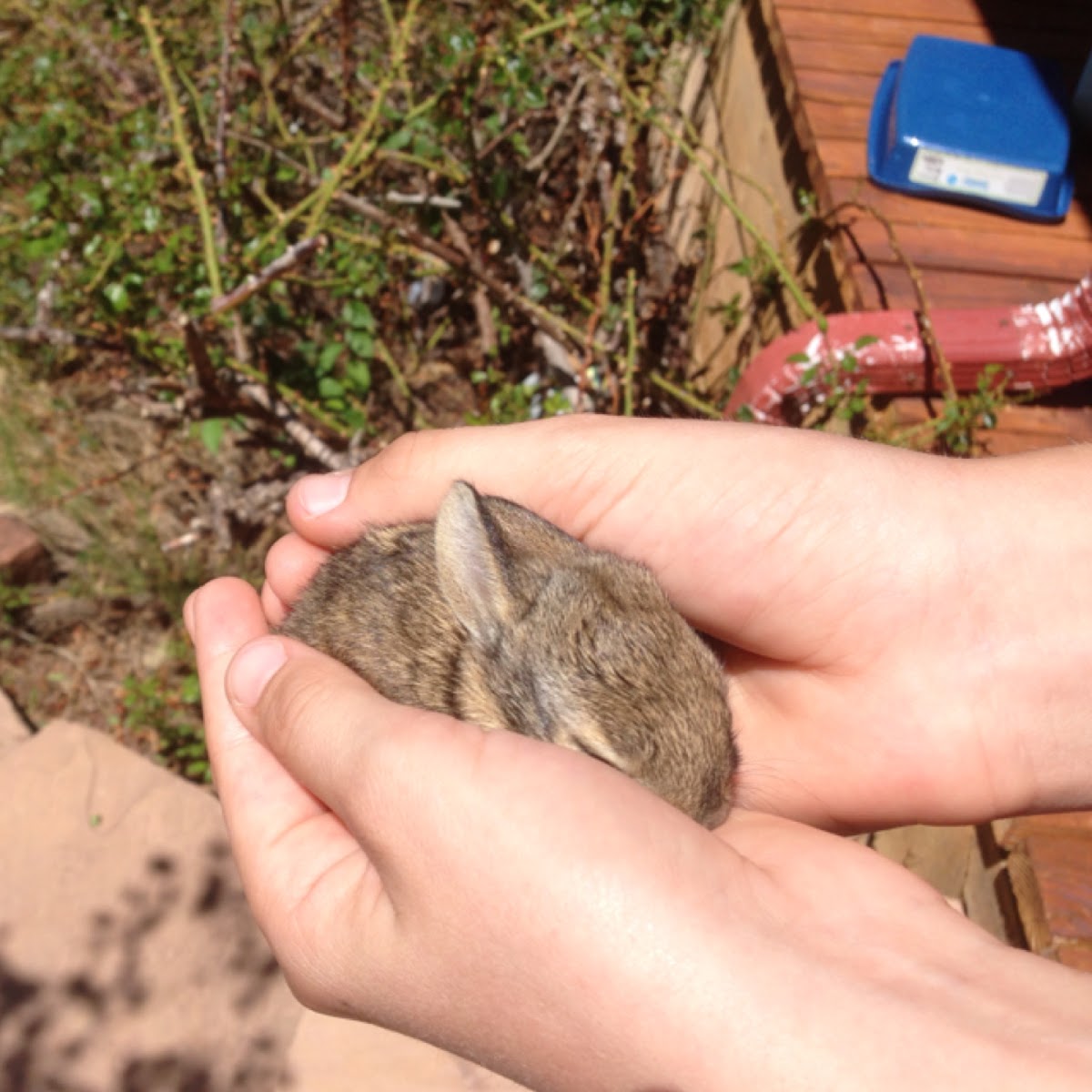 Desert cottontail | Project Noah