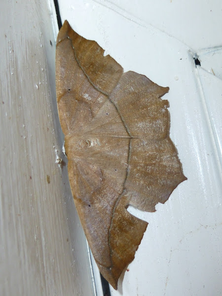 Large Maple Spanworm | Project Noah