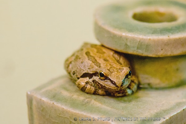 Pacific Chorus Frog or Sierran Treefrog | Project Noah