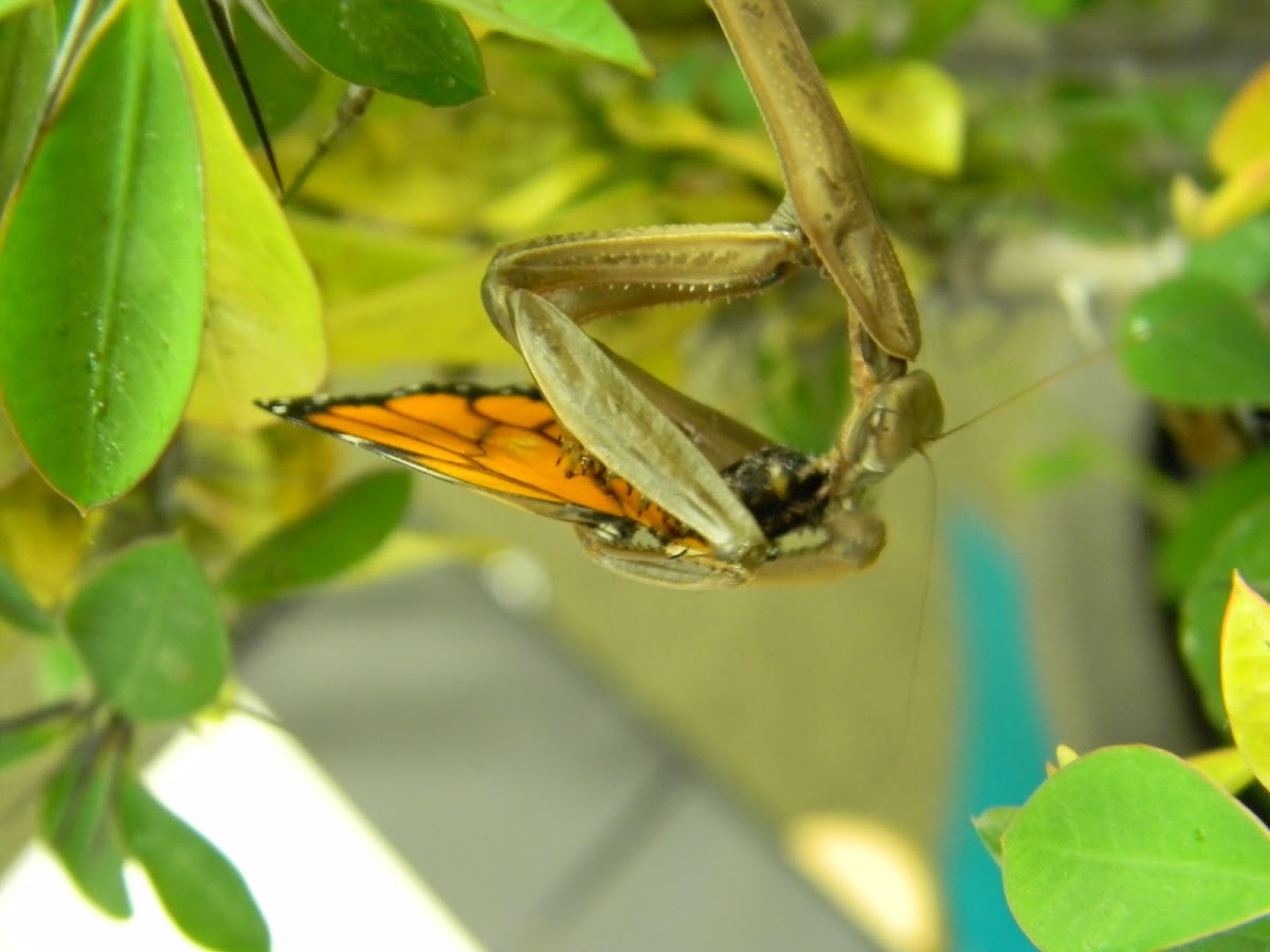 Praying Mantis and Monarch Butterfly | Project Noah