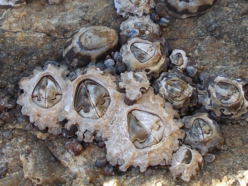 Brown surf barnacle | Project Noah