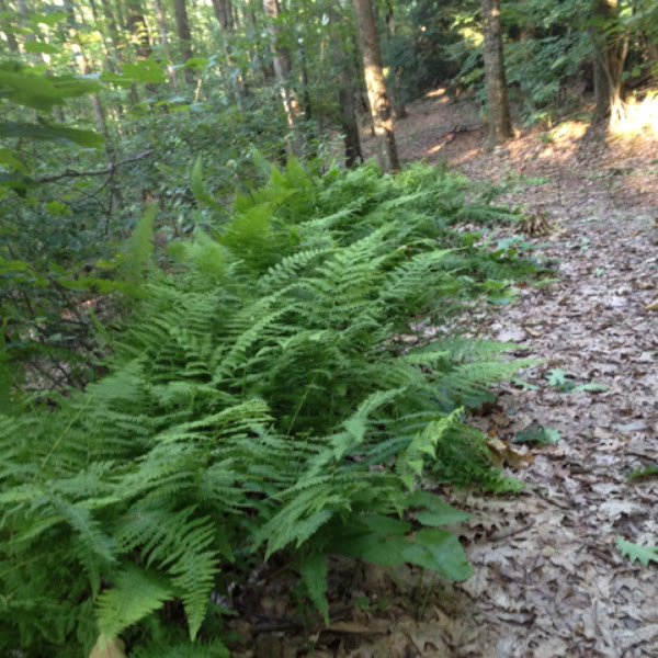 Oak fern | Project Noah