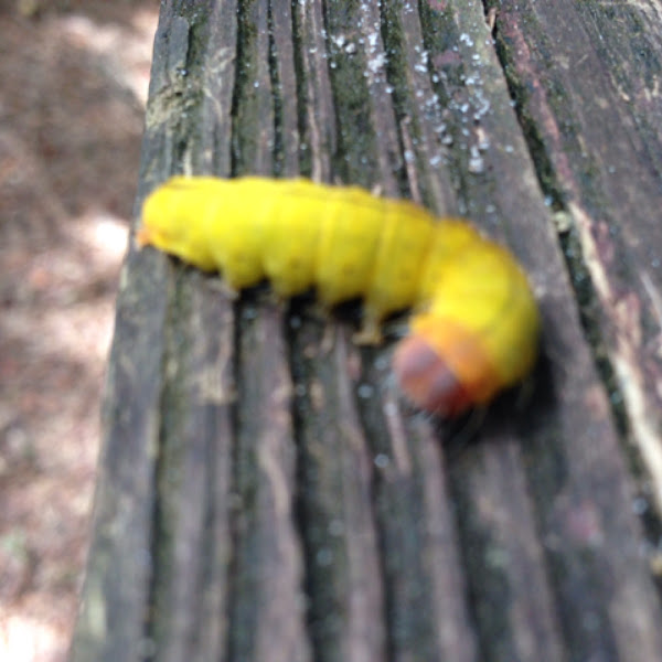 Spiny Oak-Slug Moth | Project Noah