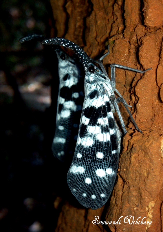 Lantern bug | Project Noah