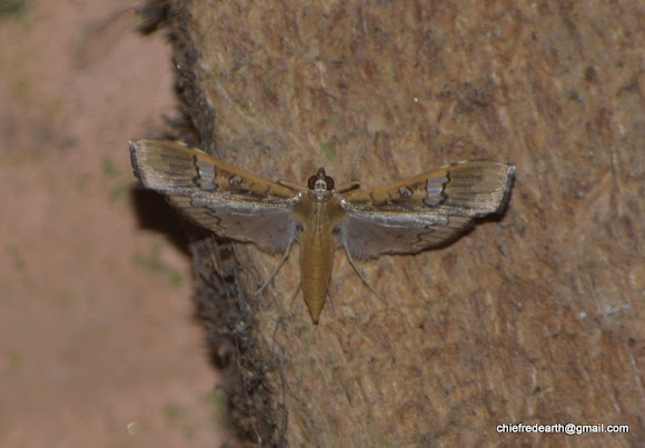 Legume Pod Borer | Project Noah