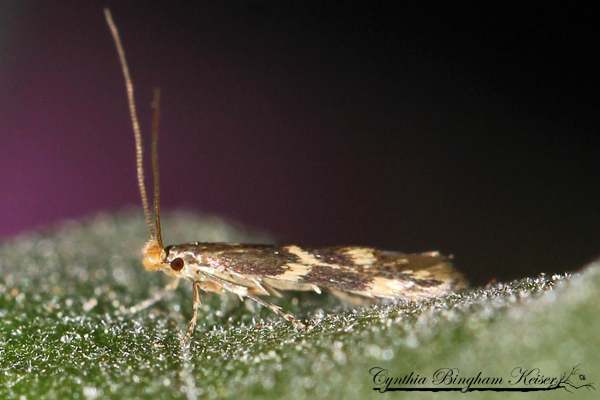 Yellow V Moth | Project Noah