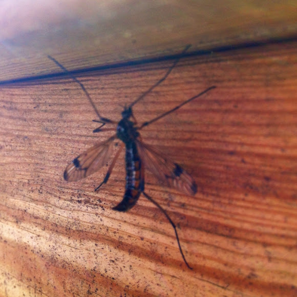 Crane Fly | Project Noah