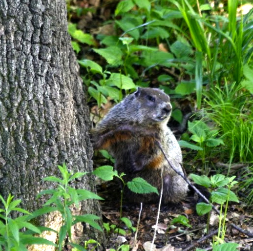 Groundhog (Woodchuck) | Project Noah