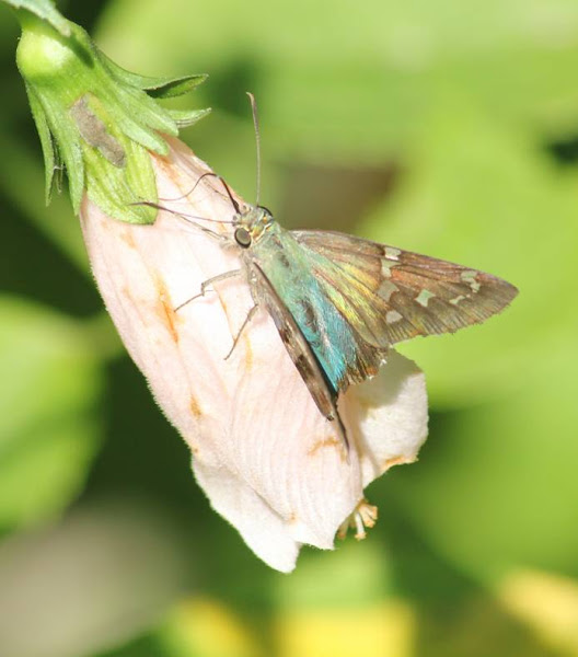 Green Skipper | Project Noah