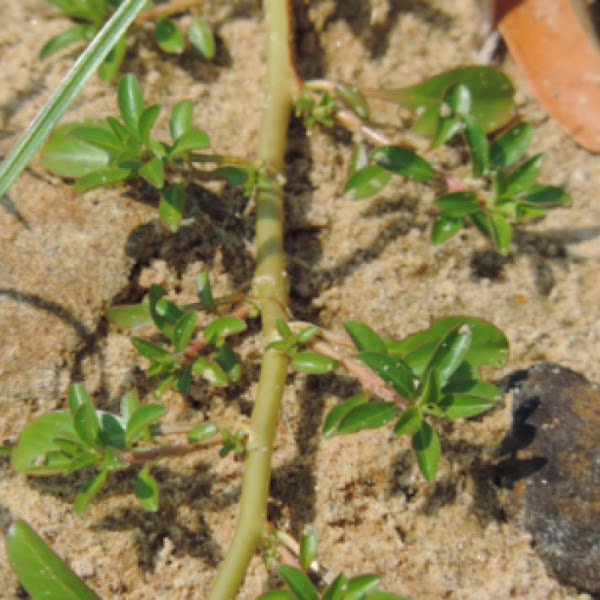 Creeping Water Primrose | Project Noah