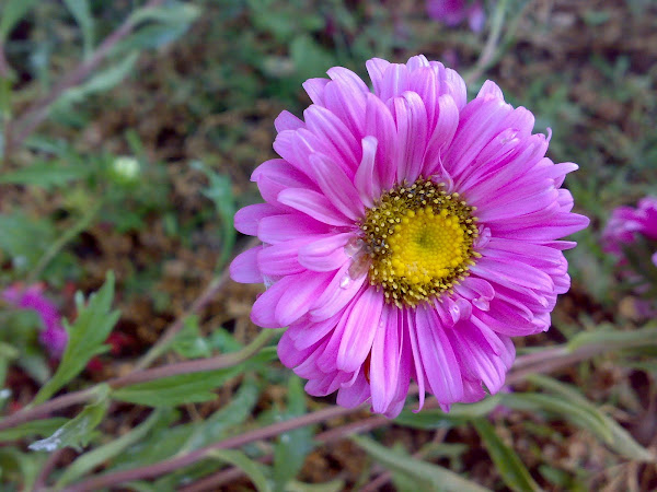 China Aster Flower | Project Noah