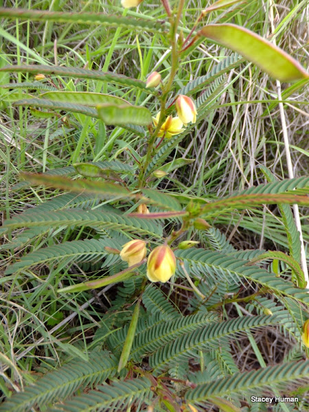 Trailing Dwarf Cassia | Project Noah
