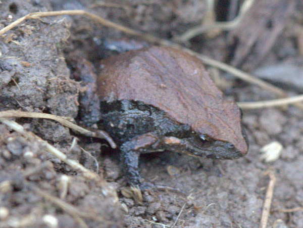 Eastern Common Froglet | Project Noah