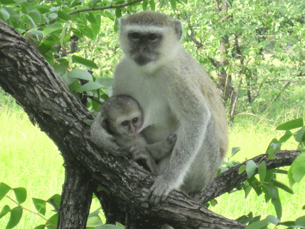Vervet Monkey | Project Noah