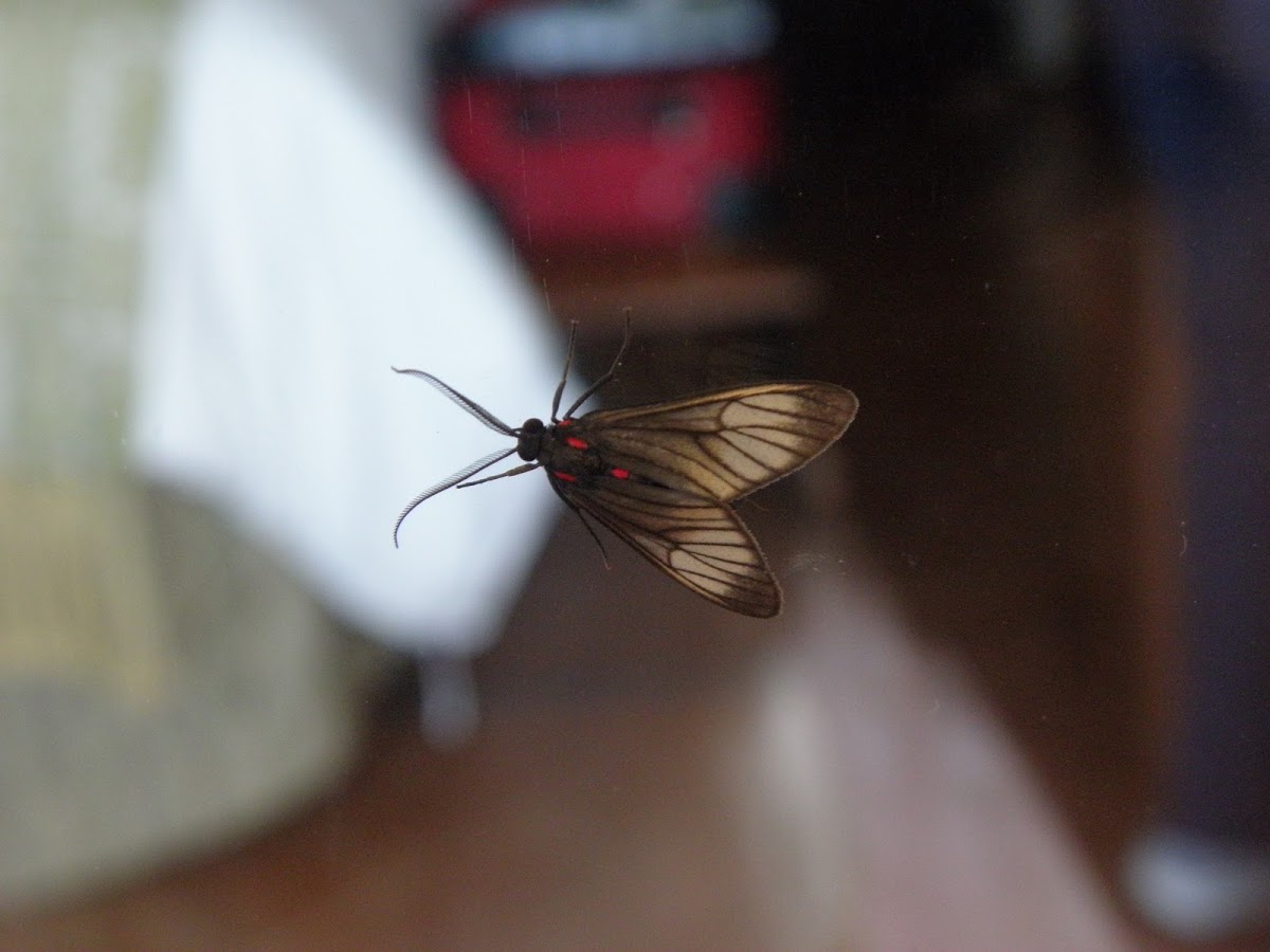 (semi) clearwing moth | Project Noah