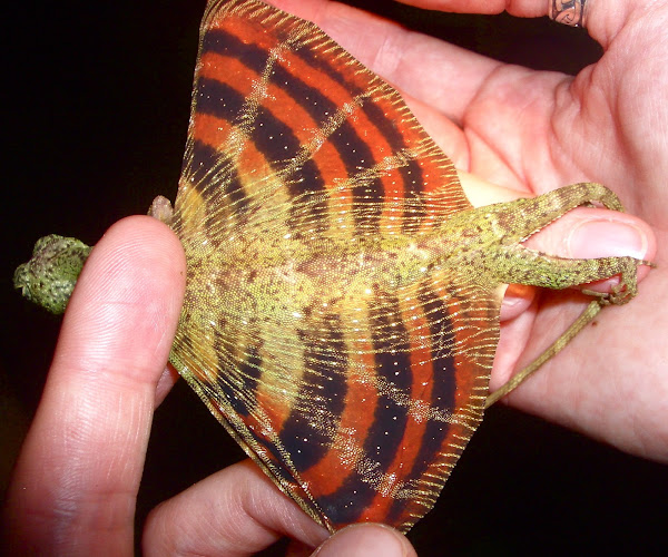 Five banded gliding lizard | Project Noah