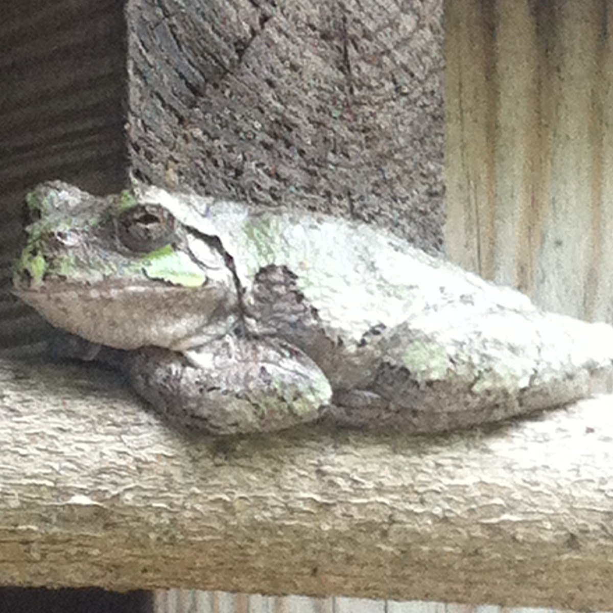 Gray Tree Frog | Project Noah