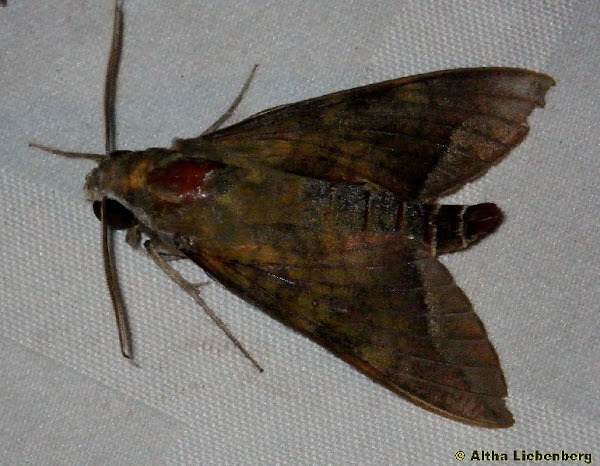 Nephele Sphinx Moth | Project Noah