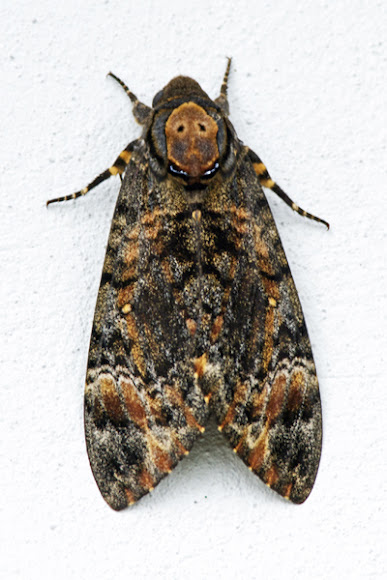 Death's Head Hawk Moth | Project Noah