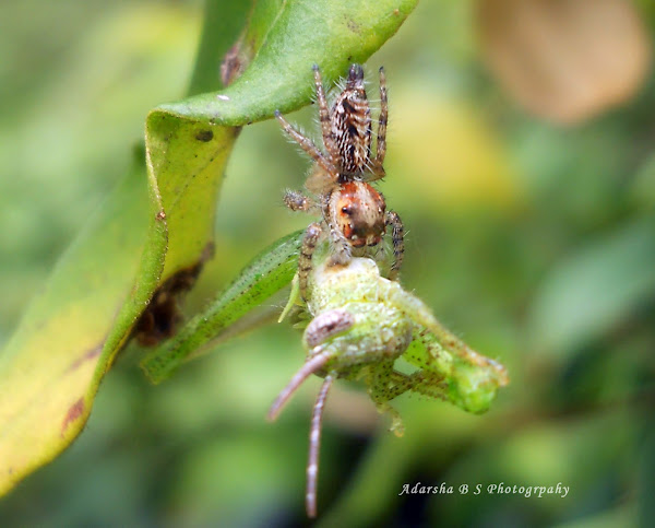 Jumping spider v/s Grasshopper | Project Noah