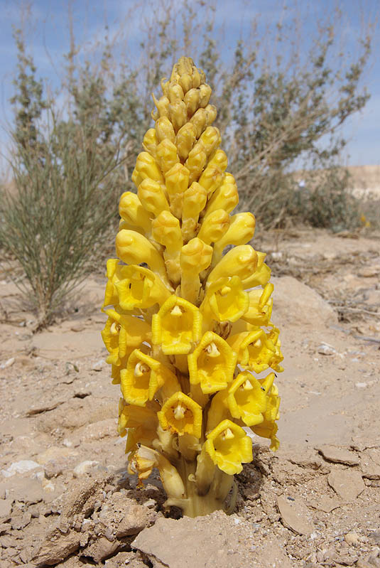 Desert Cistanche | Project Noah
