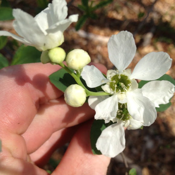 Shadbush | Project Noah