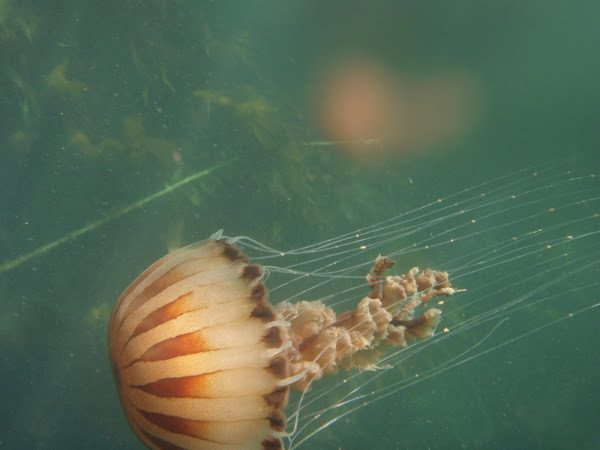 Compass Jellyfish | Project Noah