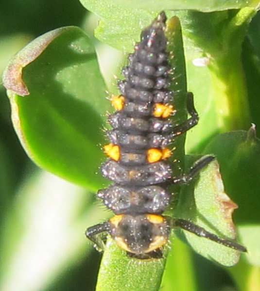 Seven-Spotted Ladybug Larvae | Project Noah