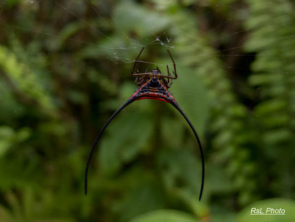 Spiny Orb Weaver | Project Noah