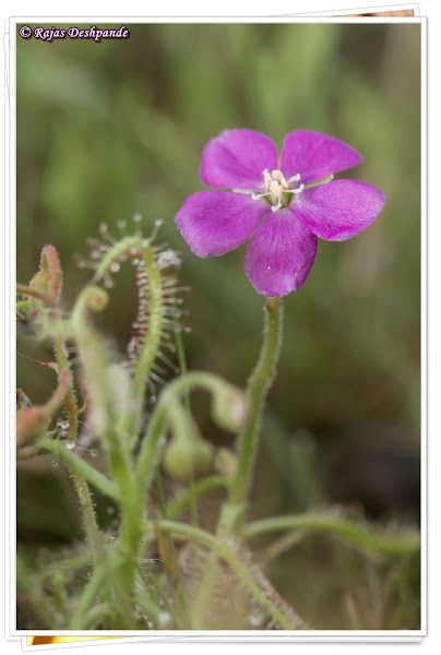 Indian Sundew | Project Noah