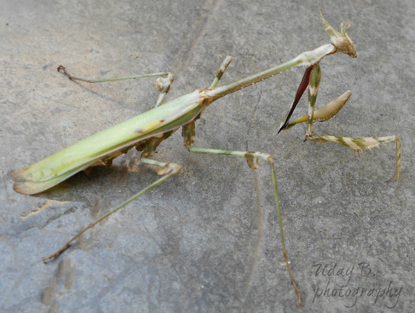 Indian rose mantis / wandering violin mantis | Project Noah