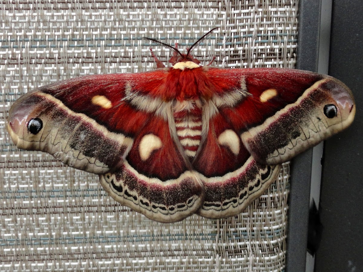 Columbia Moth | Project Noah