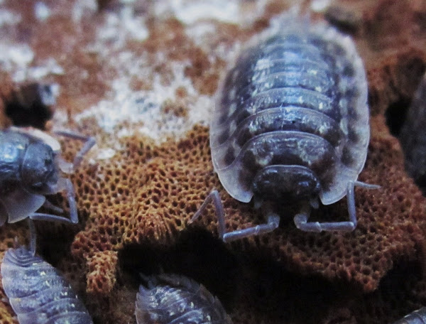 woodlouse | Project Noah