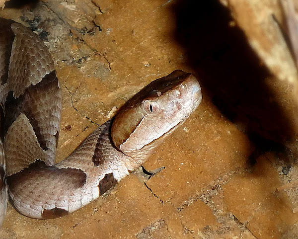 Southern Copperhead | Project Noah