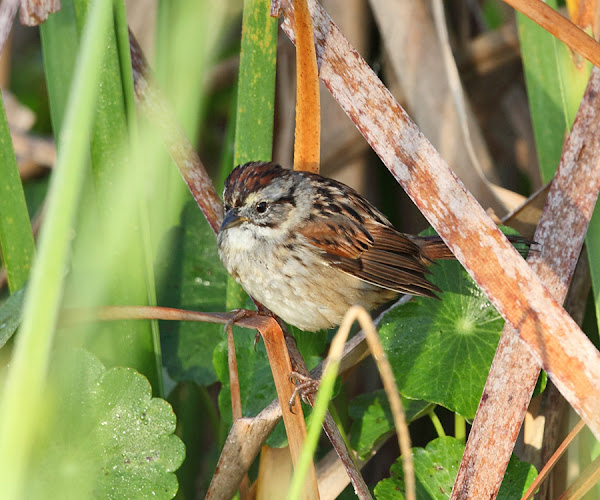 Swamp Sparrow | Project Noah