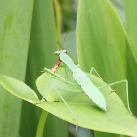 Chinese Praying mantis/ Chinese mantid nymph | Project Noah