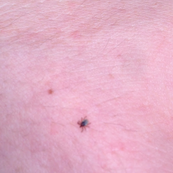 Sheep tick | Project Noah