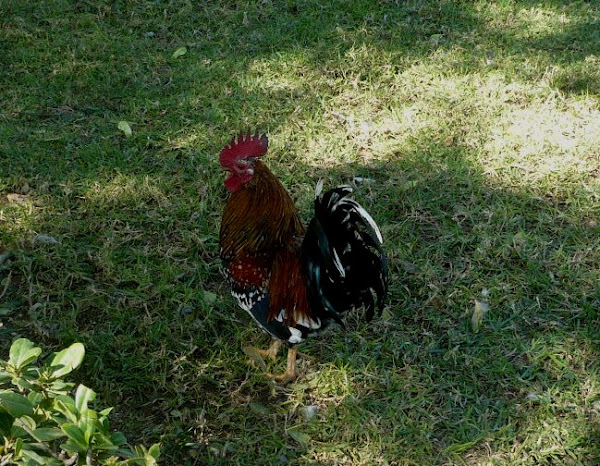 Gallus gallus | Project Noah