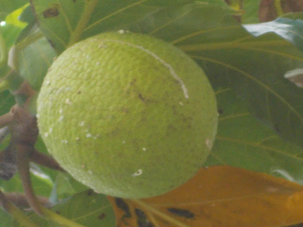 Breadfruit | Project Noah